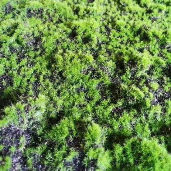 Gazon Artificiel Faux Mousse Tapis D'Herbe De Décor Mur Vegetal Flocage ...