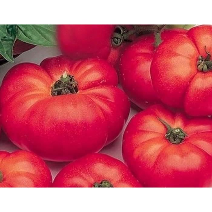 30 Graines Non Traitées De Tomate Super Marmande - Semi Hative Très ...