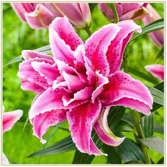 Plantes fleuries Lys géant Bulbe de Lis Blanc x5 Bulbes Fleurs d'été ...