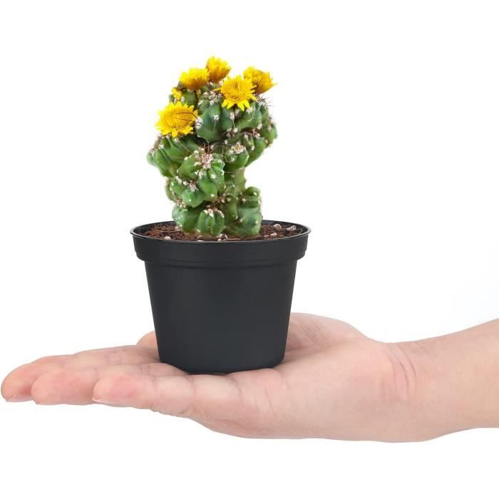 50 Pièces 7.6 Cm Petits Pots Pour Semis, Mini Givrét Pot Plante De ...