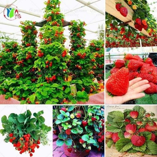 600 Pcs géant Rouge Escalade Fraise Graines de Fruits pour la Maison et ...