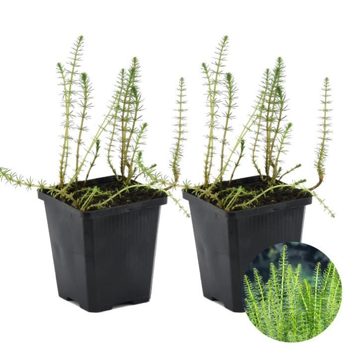 2x Hippuris Vulgaris – Lidsteng – Entretien facile – zone 2t/m5 – D11cm ...