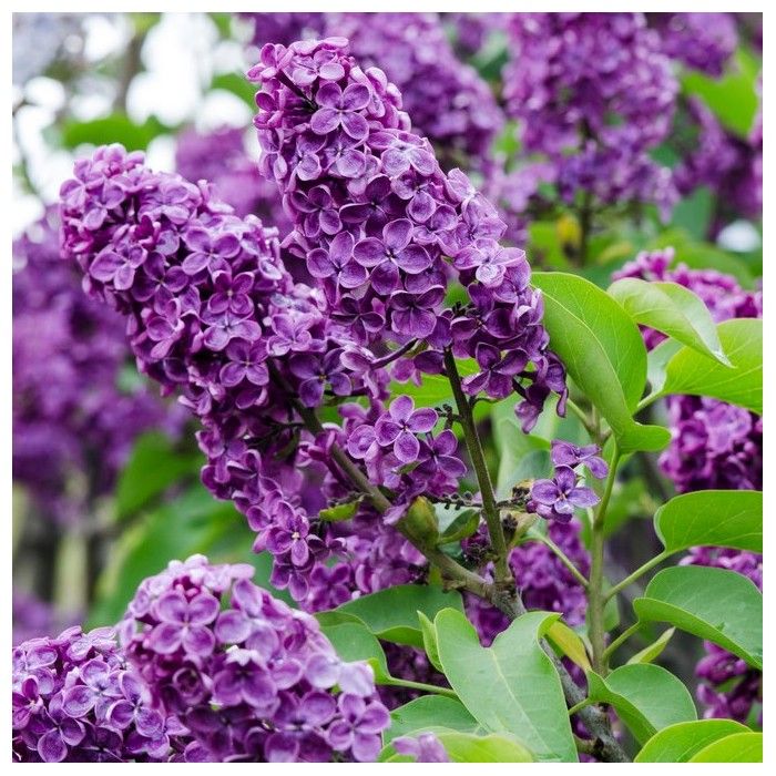 Syringa 'Bloomerang Dark Purple' - Lilas - Floraison violette - H. 40 ...