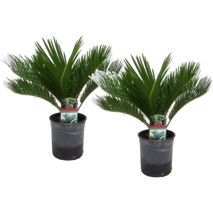 Cycas Revoluta - Palmier intérieur et extérieur - Lot de 2 - Cycas ...