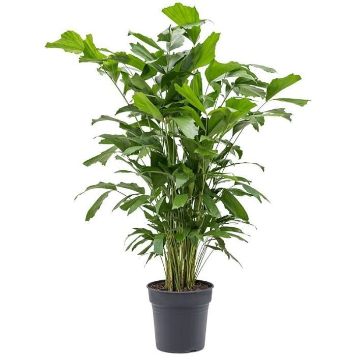 Plante d'intérieur – Palmier à Queue de Poisson de Birmanie – Hauteur ...