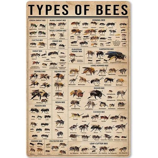 Types of Bees Metal Tin Signs Various Types of Bees Knowledge Solution ...