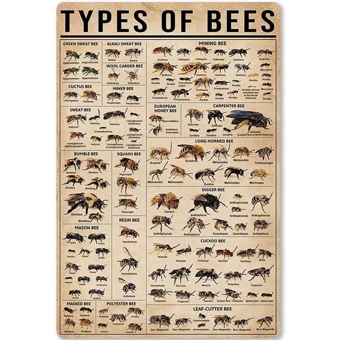 Types of Bees Metal Tin Signs Various Types of Bees Knowledge Solution ...