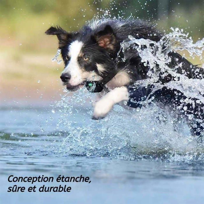 Collier de dressage pour animaux - T'CHOUPIN- collier de dressage 3 ...