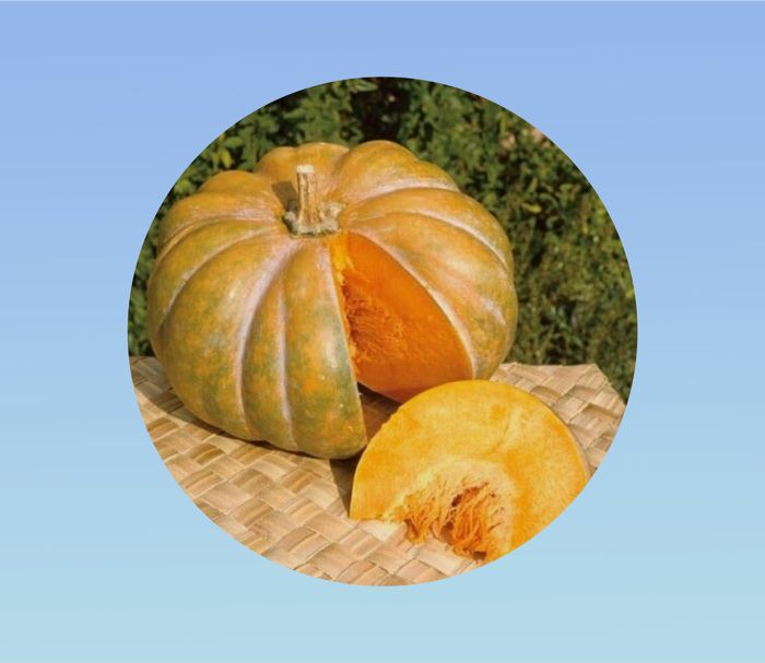 20 graines de courge muquée de Provence - Courge muscade - facile a ...