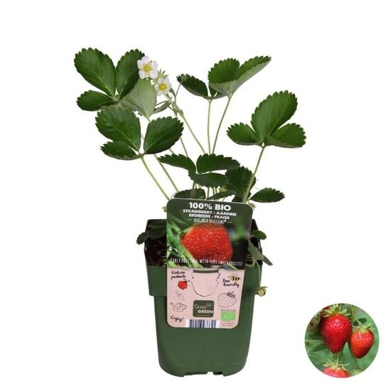 Fragaria x ananassa 'Delizzimo' – Fraisier –Arbuste fruitier– Entretien ...