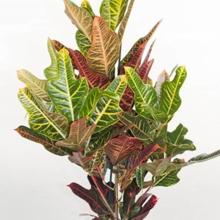 Codiaeum Variegatum "Excellent" | Croton Merveilleux Plante d'intérieur ...