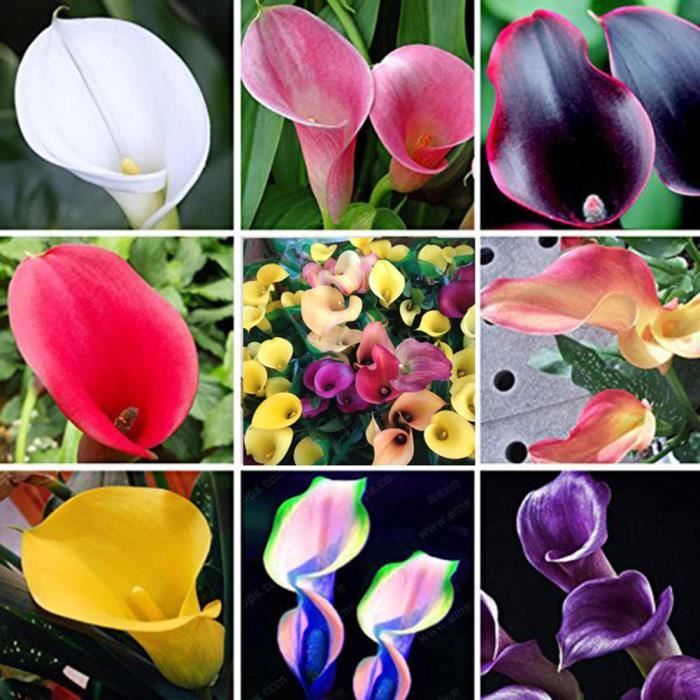100 Pcs Rare Coloré Calla Lily Graines De Fleurs Maison Jardin Plantes ...