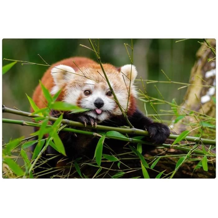 Puzzle 1000 Pièces Adultes,Panda Roux De La Forêt De Bambous Puzzle jeu ...