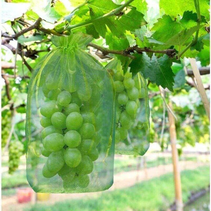 100 pcs sacs protection grappes raisin 30x20cm, vert, cordon, anti ...