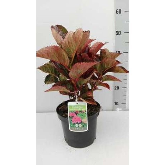 Hydrangea macr. Merv. Sanguinea brunette Hortensia Merveille Sanguine 25 - 30 cm en pot ...