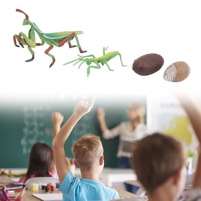 Jouet d'Insectes de Cycle de Croissance - SHIPENOPHY - Haute Simulation ...