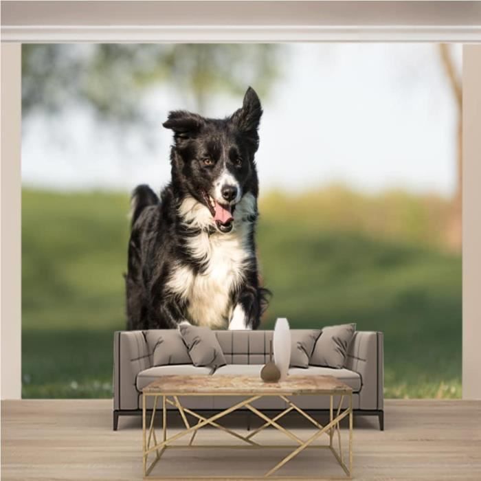 Papier Peint Panoramique Border Collie, Champ Vert De Printemps Déco De ...