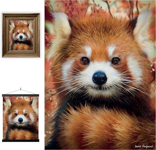 Affiche Murales Lenticulaires Bébé Panda Roux De Deluxebase. Poster De ...