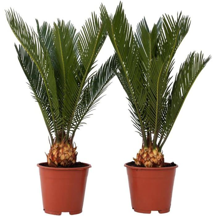 Plant in a Box - Cycas Revoluta - Palmier intérieur et extérieur - Set ...