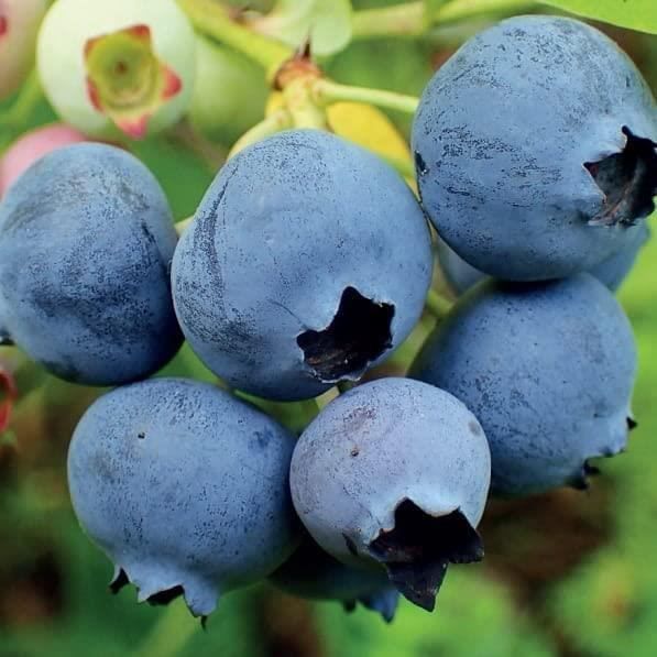 Myrtille Tardive Elliot 1L - Plante De Jardin, Arbres Fruitiers - La ...