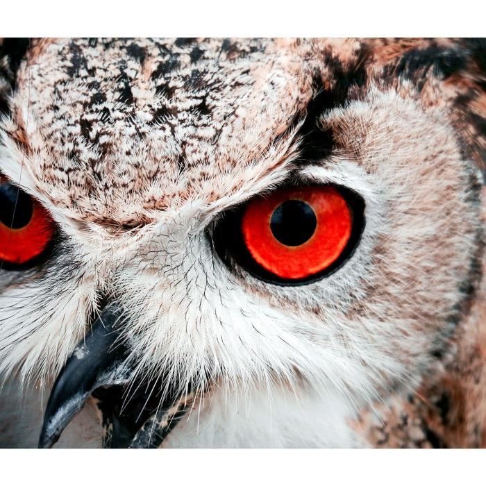 Poster Affiche Chouette Yeux Rouges Animaux Hiboux(36x42cmB ...