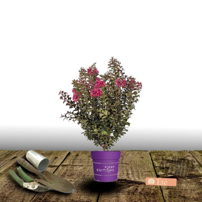 Lilas des indes Plum Magic®, Lagerstroemia - Cdiscount Jardin