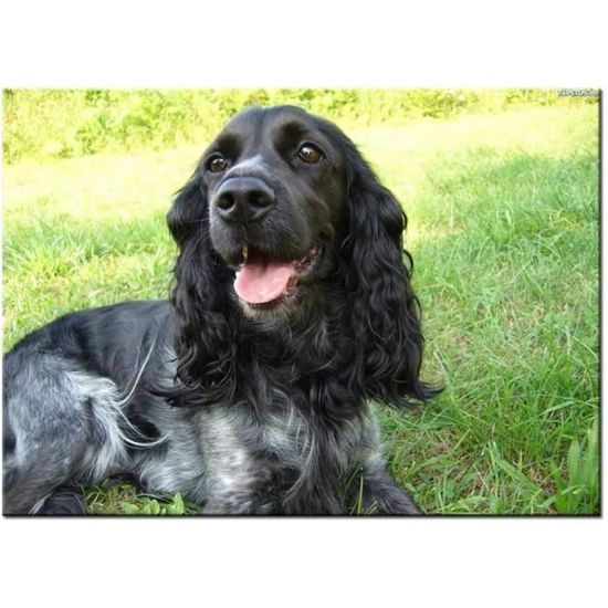 Diy 5D Peinture Diamant Par Numéro Kit Cocker Spaniel Plein Diamant ...