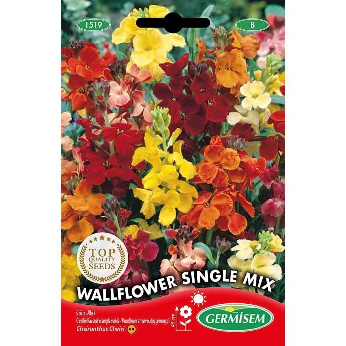 Graines Giroflée Ravenelle Simple Variée Wallflower Single Mix[m117 ...