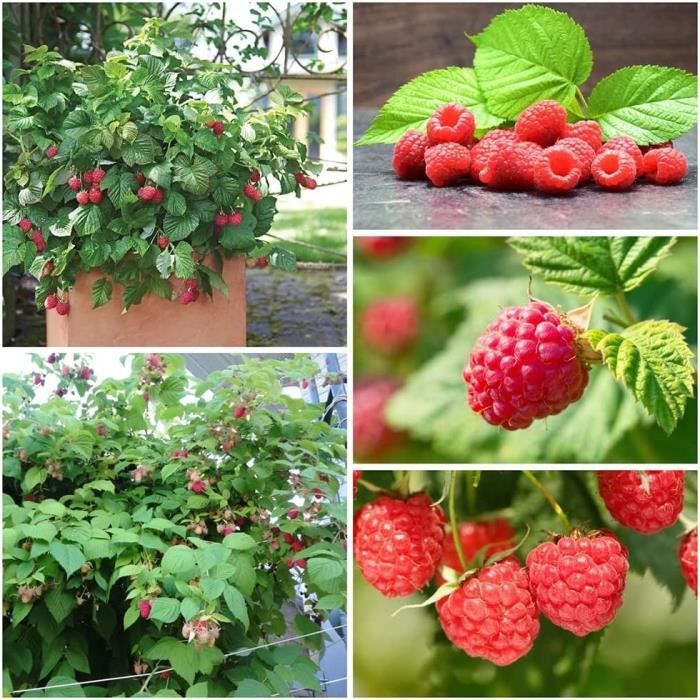 Plantes De Framboises Graines De Bonsaï Fruits D'Arbres Fruitiers ...