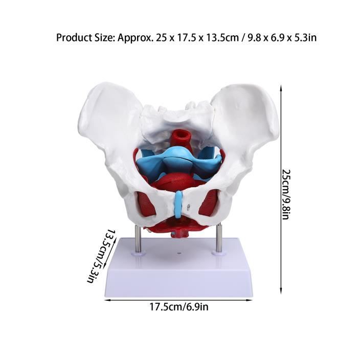 Modèle de bassin féminin Modèle de Muscle de Plancher Pelvien d'Hôpital ...