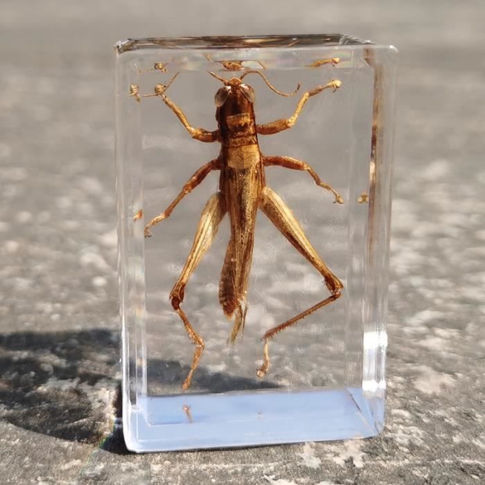 Nouveau spécimen d'insecte réel, araignée en résine transparente ...