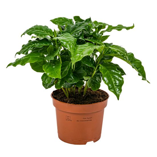 Coffea Arabica - Caféier - Plante d’intérieur - Dépolluante - 20-30 cm ...
