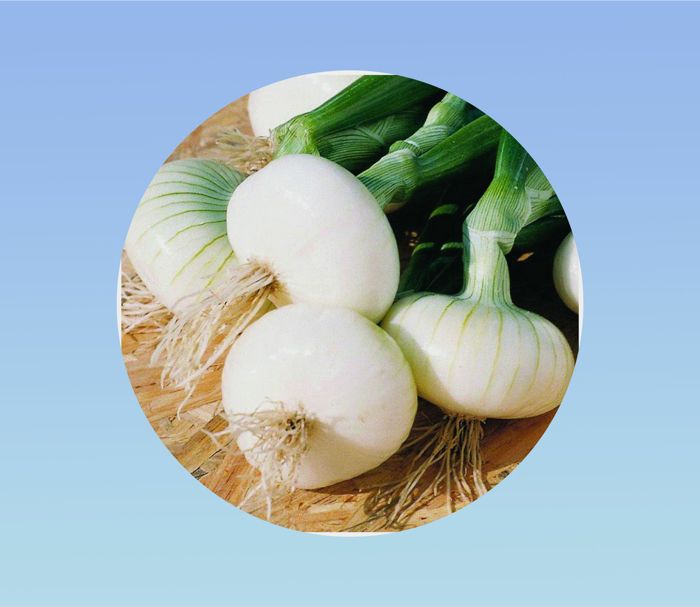 325 graines oignon barletta extra hatif - oignon grelot - Cdiscount Jardin