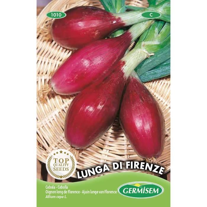 Graines Oignon long de Florence LUNGA DI FIRENZE.[D290] - Cdiscount Jardin