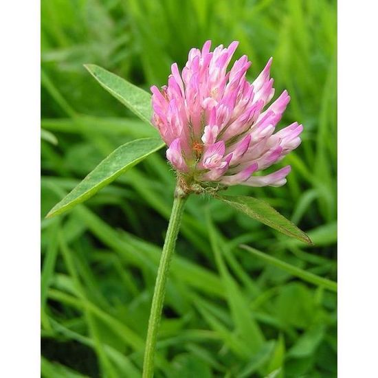 Trèfle Rouge fleur en vrac 100g - Cdiscount Au quotidien