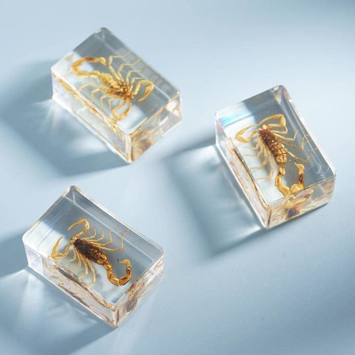 Pierre D'Insecte Naturelle Scorpions Inclusion Spécimen Ambre Spécimen ...