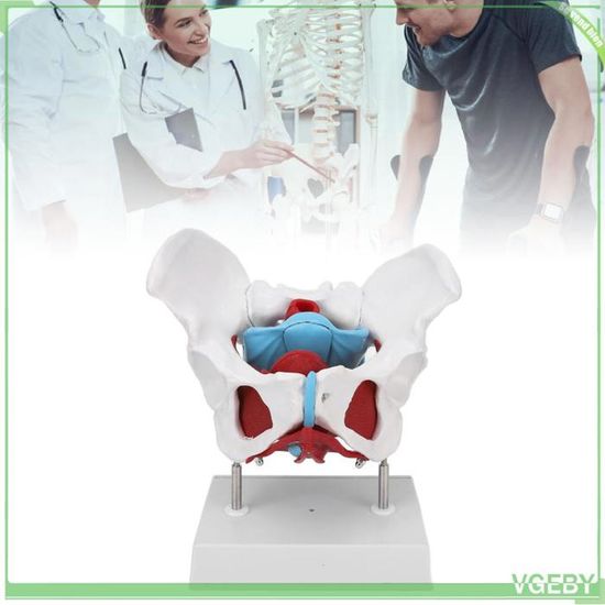 VGEBY Modèle d'anatomie du bassin féminin Modèle de Plancher Pelvien ...