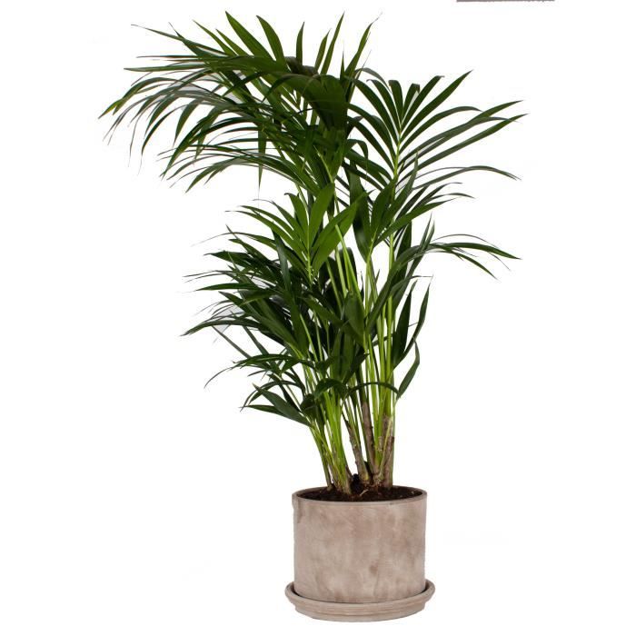 Plante d'intérieur – Palmier Kentia en pot béton grise comme un ...