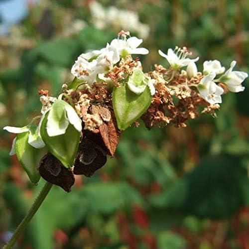 10pcs graines de plantes de sarrasin Fagopyrum esculentum.[D1110 ...