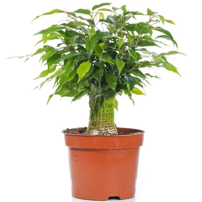 Ficus benjamina Vert Kinky Figuier Pleureur Plante de Maison d ...