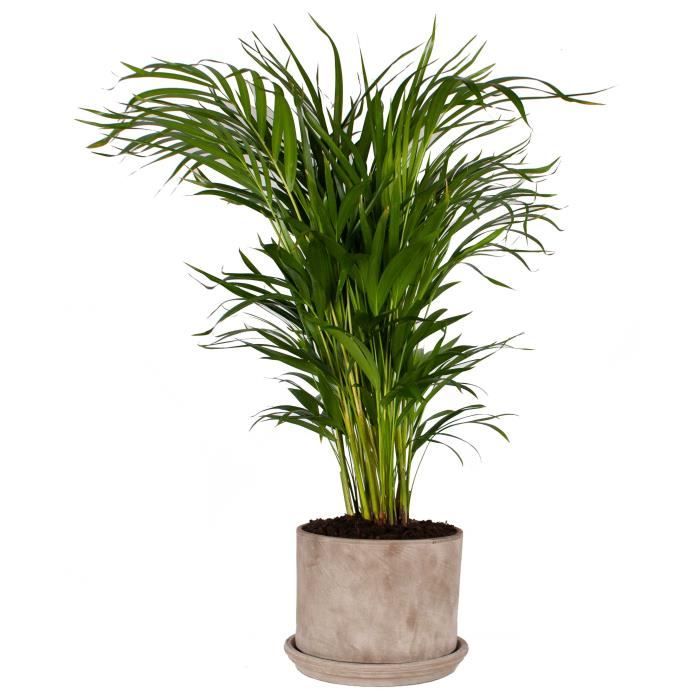 Plante d'intérieur – Palmiste multipliant en pot béton grise comme un ...