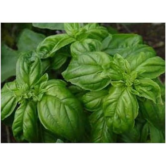 Lot De 50 Graines Bio Basilic Vert Italien Plante Aromatique Potager ...