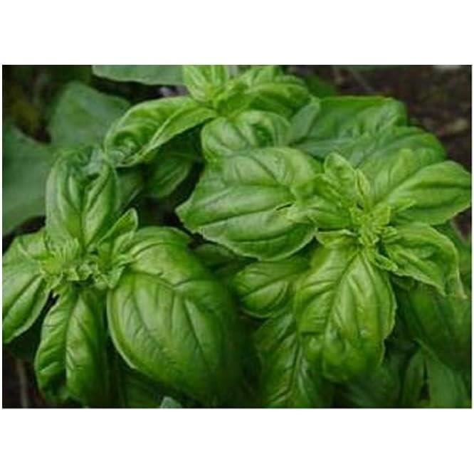Lot De 50 Graines Bio Basilic Vert Italien Plante Aromatique Potager ...
