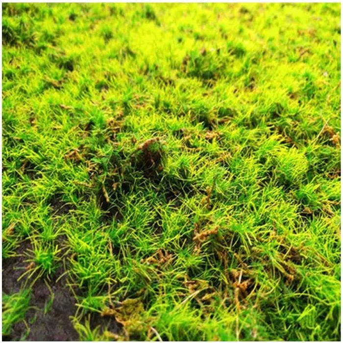 1x1m Tapis mousse Artificielle mousse Artificielle Tapis Gazon ...