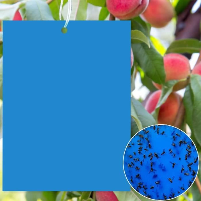 Pièges à Insectes ,Attrape Mouches ,Pucerons Pièges Engluées ...