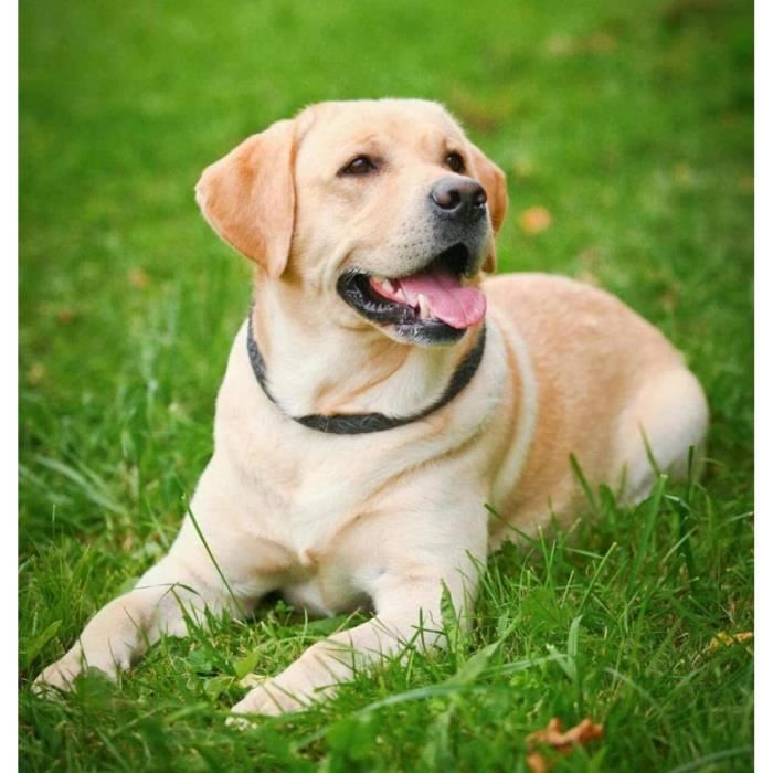 Diy 5D Diamond Painting Complet Accessoires,Chien Labrador Sur L'Herbe ...