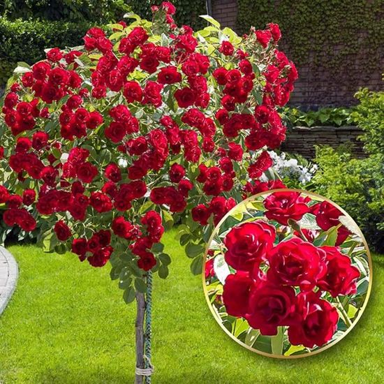 Rosier sur tige "SCARLET" - 120 cm de hauteur - Idéal pour Balcon ...