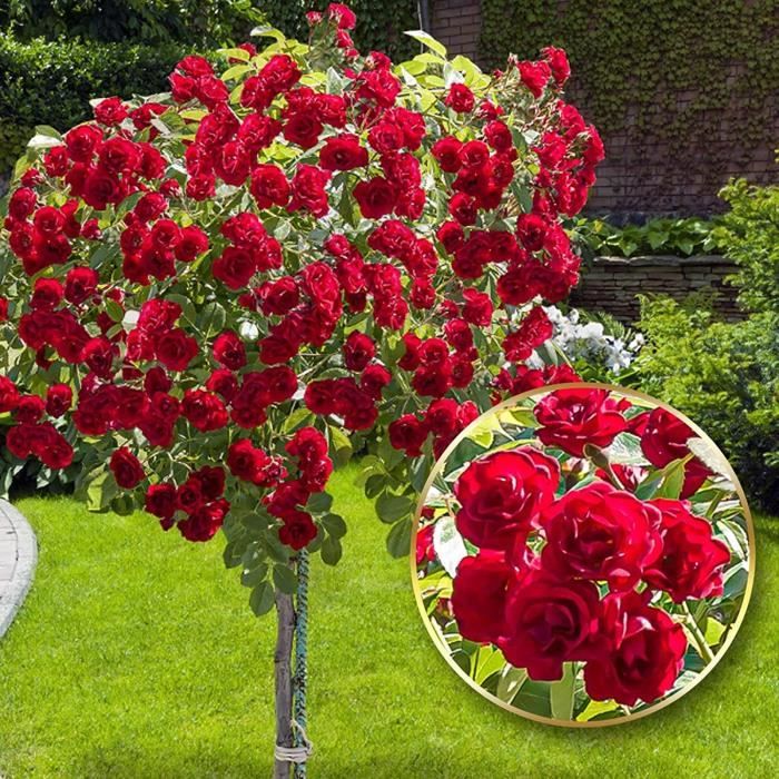 Rosier sur tige "SCARLET" - 120 cm de hauteur - Idéal pour Balcon ...