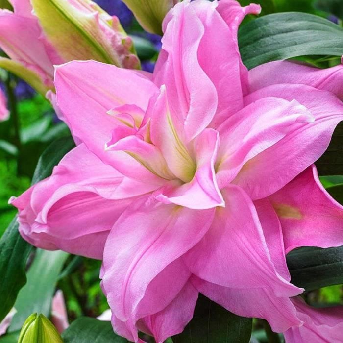 1x Bulbe Lys Bulbes plantes vivaces Bulbes Lis Fleurs de jardin bulbes ...