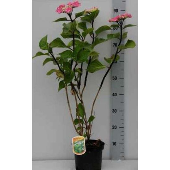 Hydrangea macrophylla 'Zorro', hortensia dentelle compact, tiges noires ...